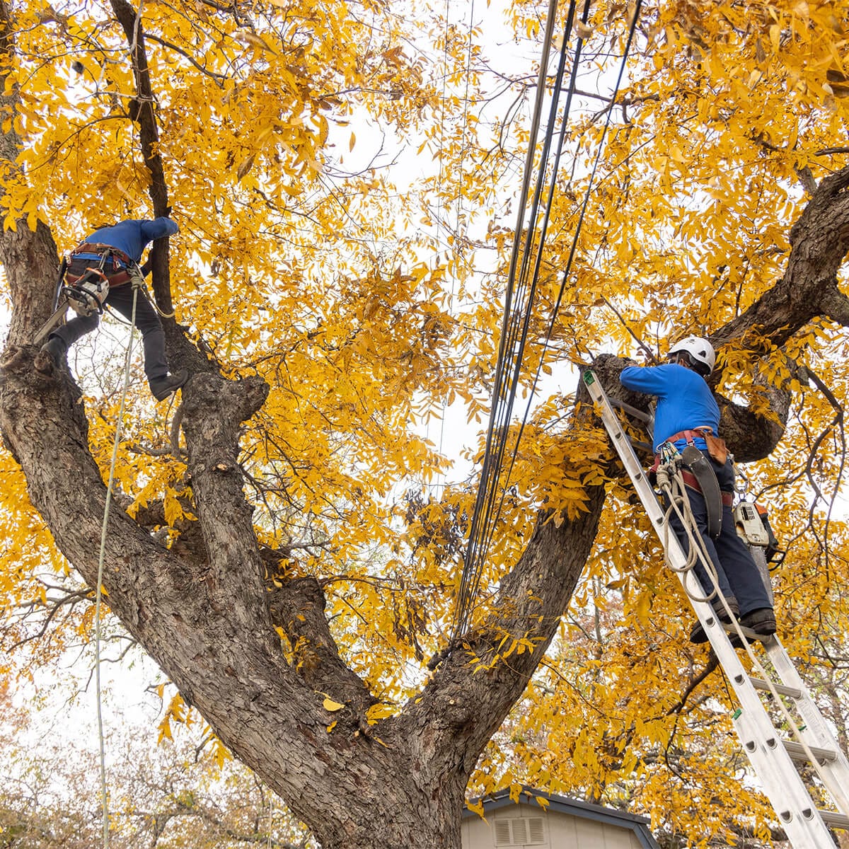 Top Tree Trimming Austin Services for Healthy, Beautiful Trees
